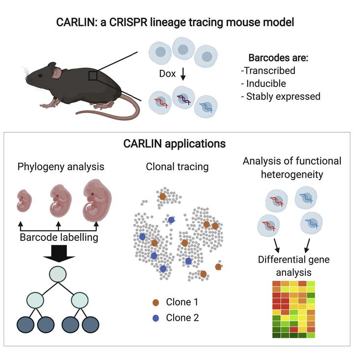 An CRISPR-Cas9 Mouse for Simultaneous Readout of Lineage and Gene ...