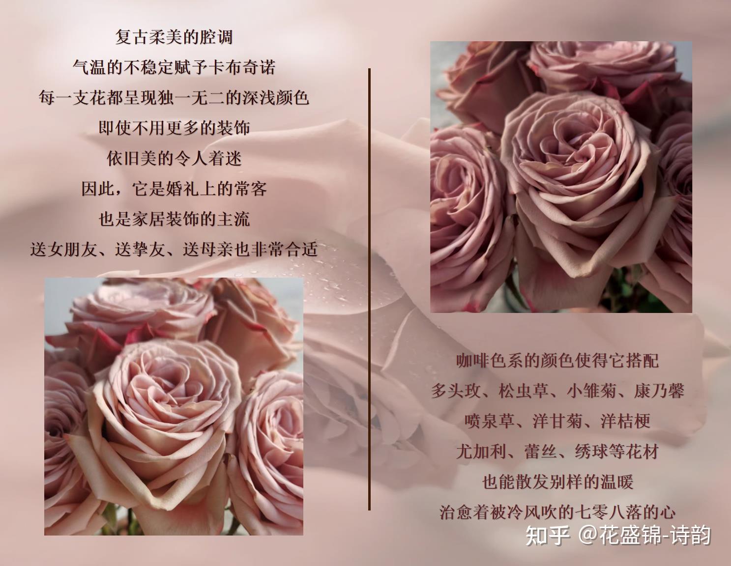 为什么网上的卡布奇诺玫瑰有两个样子，是不同品种吗？ - 知乎