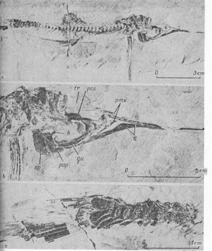 翱翔喙飞鱼——鱵科和飞鱼科的桥梁（作者：达达） - 知乎