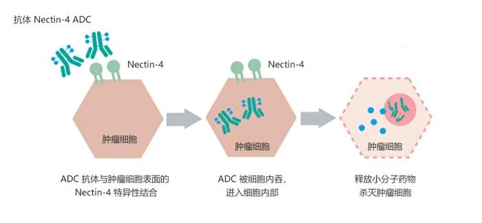 靶向Nectin-4的ADC药物9MW2821：治疗复发或转移性宫颈癌，疾病控制率近90%！ - 知乎