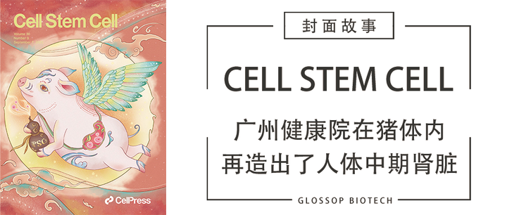 封面故事 ｜ Cell Stem Cell 广州健康院在猪体内再造出了人体中期肾脏 - 知乎