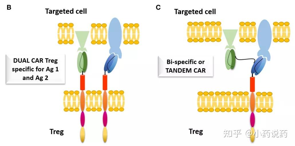 无所不“CAR”：CAR-Treg - 知乎