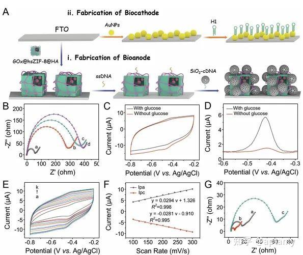 AFM：中空 MOFs + 适配体——自供电传感器实现大肠杆菌检测即杀灭 - 知乎