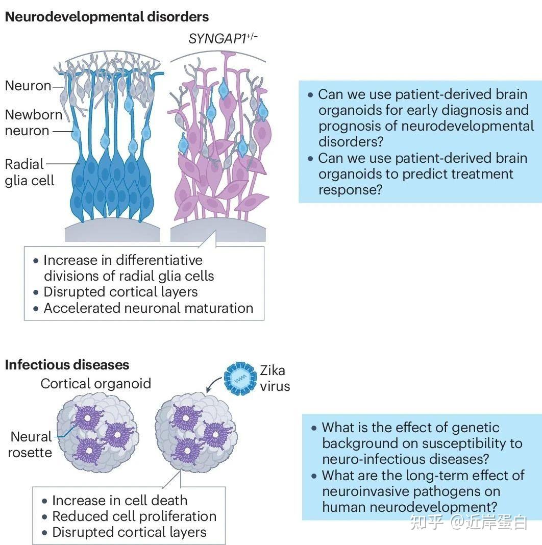 一文读懂脑类器官 - 知乎