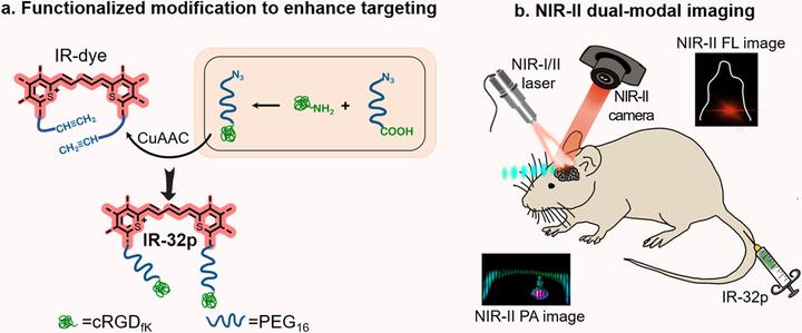 染料探针 | 在NIR-II激发下用于胶质瘤靶向成像的NIR-II光声/NIR-IIa荧光探针 - 知乎