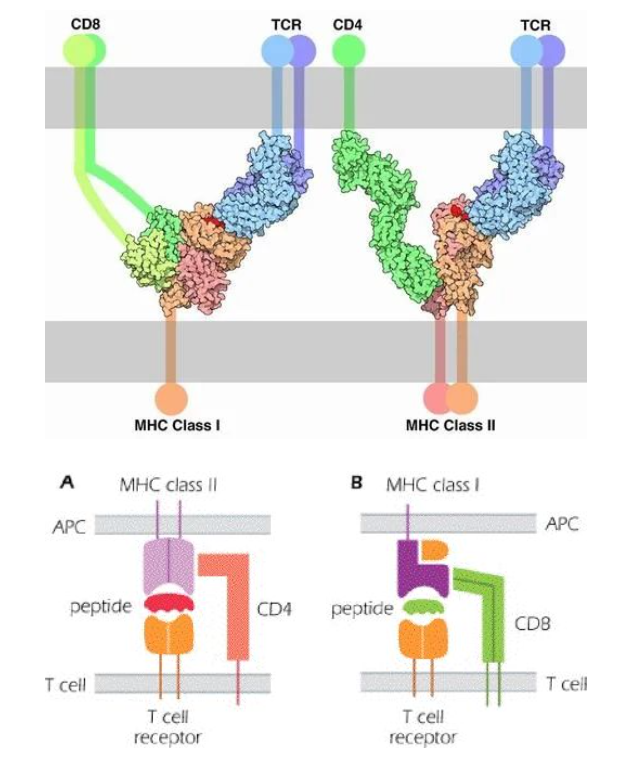 一文读懂MHC多肽复合体：免疫系统调控的关键角色 - 知乎