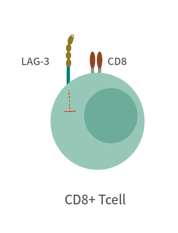 LAG-3靶点机制和研究进展 - 知乎