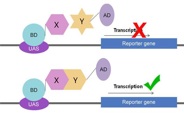 IP，Co-IP，GST-Pull Down傻傻分不清楚？ - 知乎