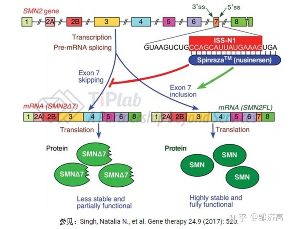 已上市小核酸药物介绍（5）Spinraza® (nusinersen) - 知乎