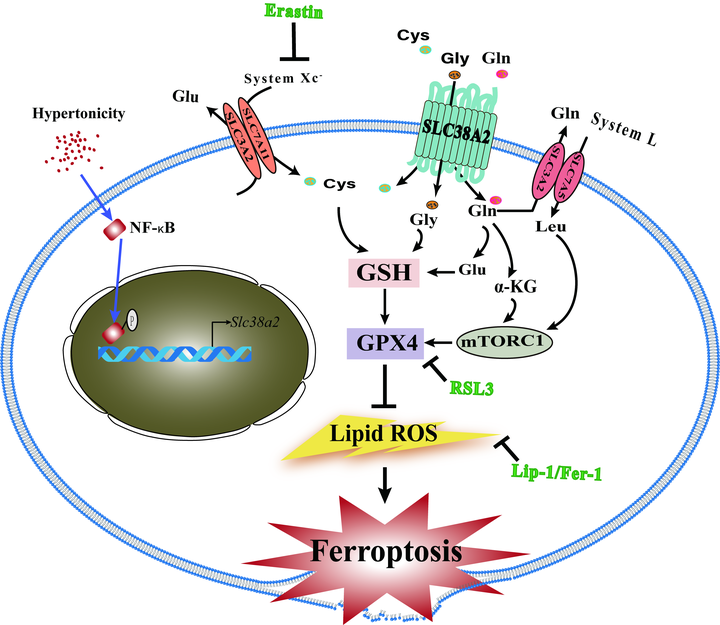 佰乐博生物代理AntibodySystem，Recombinant Human SLC34A2/NaPi2b Protein, N-GST蛋白 ...