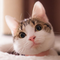 熟悉Dhrystone, fpmark, linpack, whetstone, coremark - 知乎