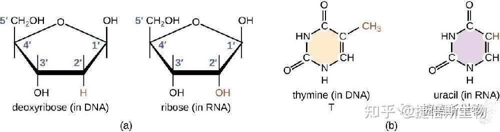 干货：一文读懂mRNA rRNA tRNA结构和功能 - 知乎