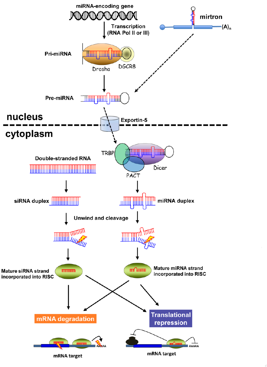 如何实现microRNA的过表达？ - 知乎