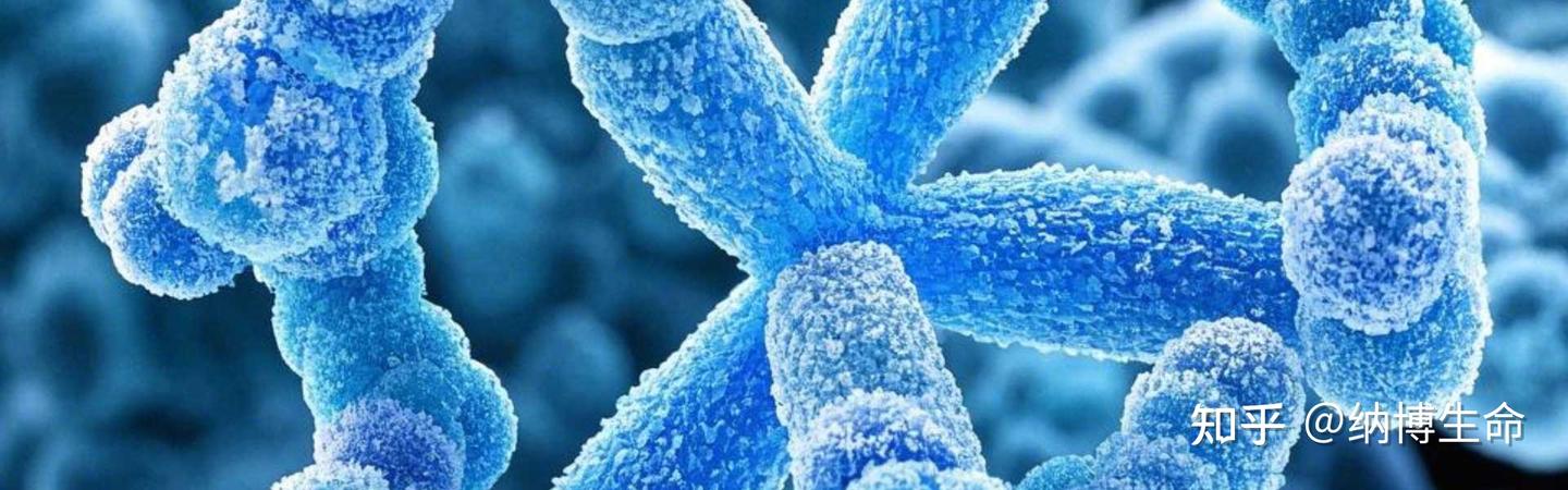 GZMK：多种疾病的潜在治疗靶点 - 知乎