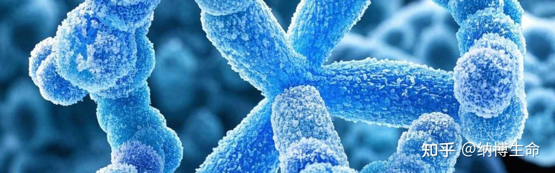 GZMK：多种疾病的潜在治疗靶点 - 知乎