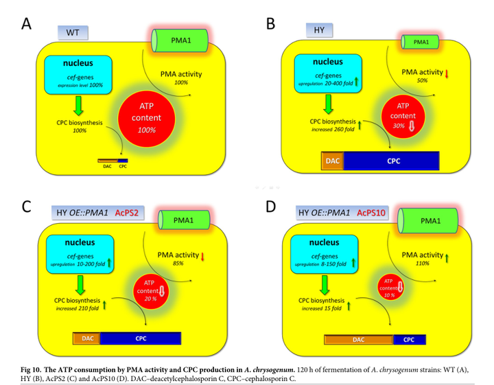 下调PMA1表达减少ATP竞争有助于顶头孢霉头孢菌素C合成 - 知乎