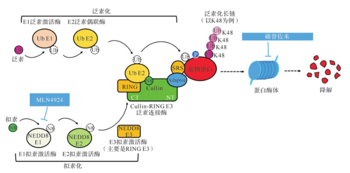 PROTAC分子靶向修饰CRBN配体/PROTAC小分子连接CRL E3泛素 - 知乎
