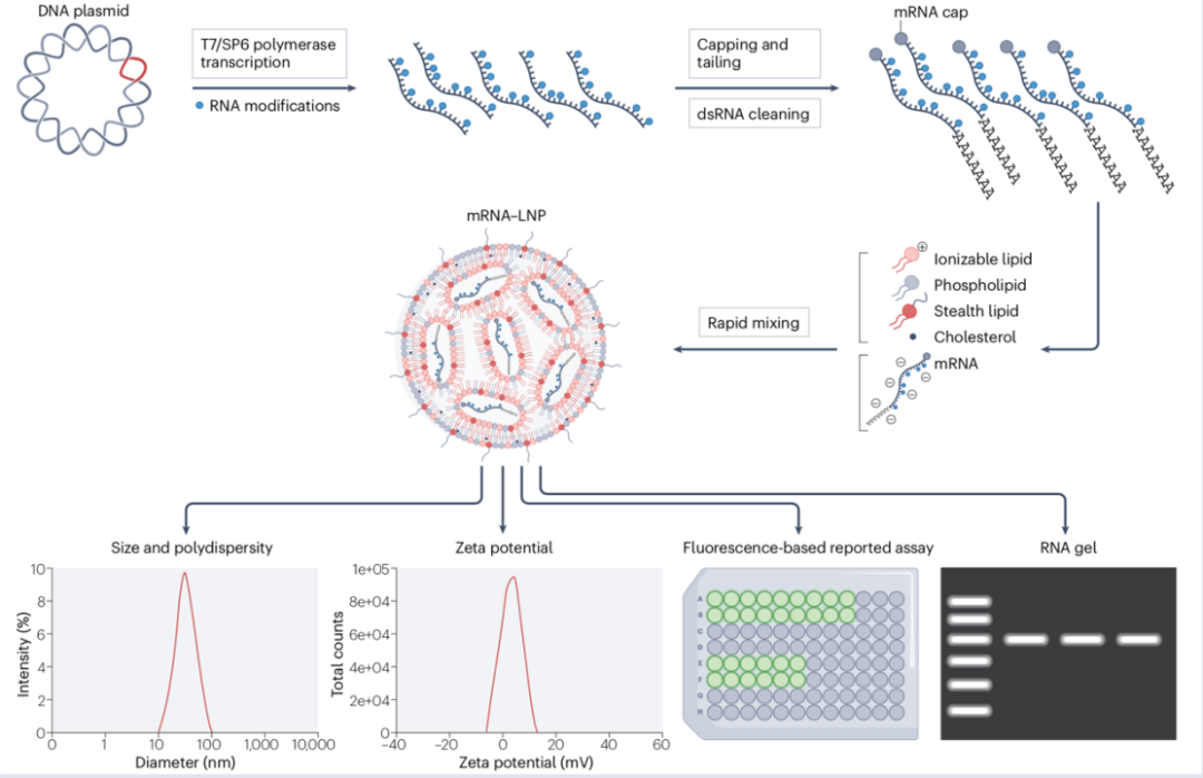 CRISPR递送体系 | 脂质纳米颗粒 (LNP) - 知乎