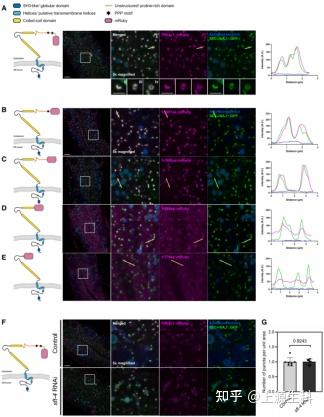 【应用案例/实验技术】线虫“搬运工”TNGL-1：揭秘卵黄蛋白原的内质网输出机制 - 知乎