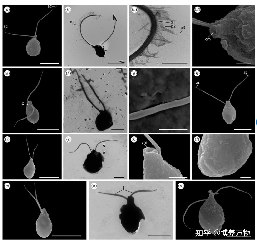 网鞭虫门Telonemⅰa ：形态特征最原始的色藻，却身世成谜 - 知乎