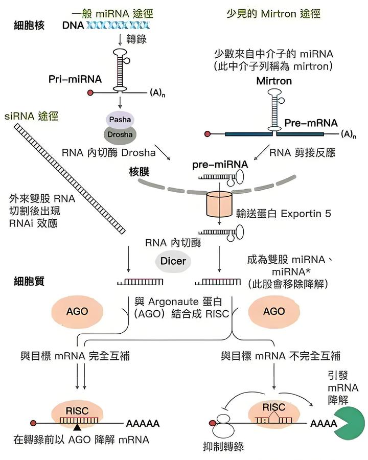 Micrococcal Nuclease（微球菌核酸酶，MNase）在基因表达调控中的应用 - 知乎