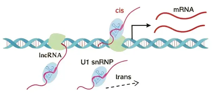 新品发布 | 染色质相关RNA测序（caRNA-Seq）技术 - 知乎