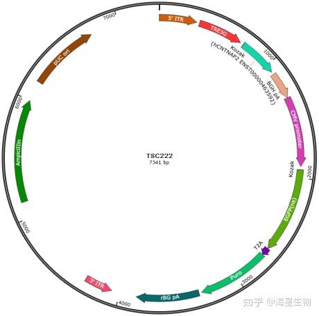 基因表达调控技术—Tet-On 可诱导过表达系统 - 知乎