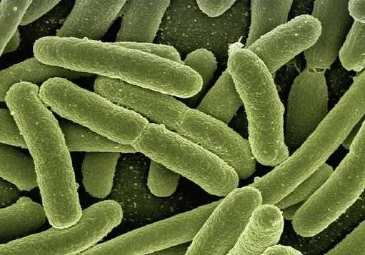 如何安全便捷地表达蛋白--Bac-to-Bac表达系统 - 知乎