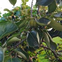 std::unique_lock和std::lock_guard有什么区别 - 知乎