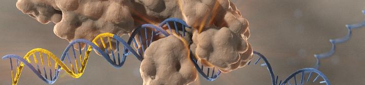 NEB 提供 RNA 合成完整解决方案 - 知乎