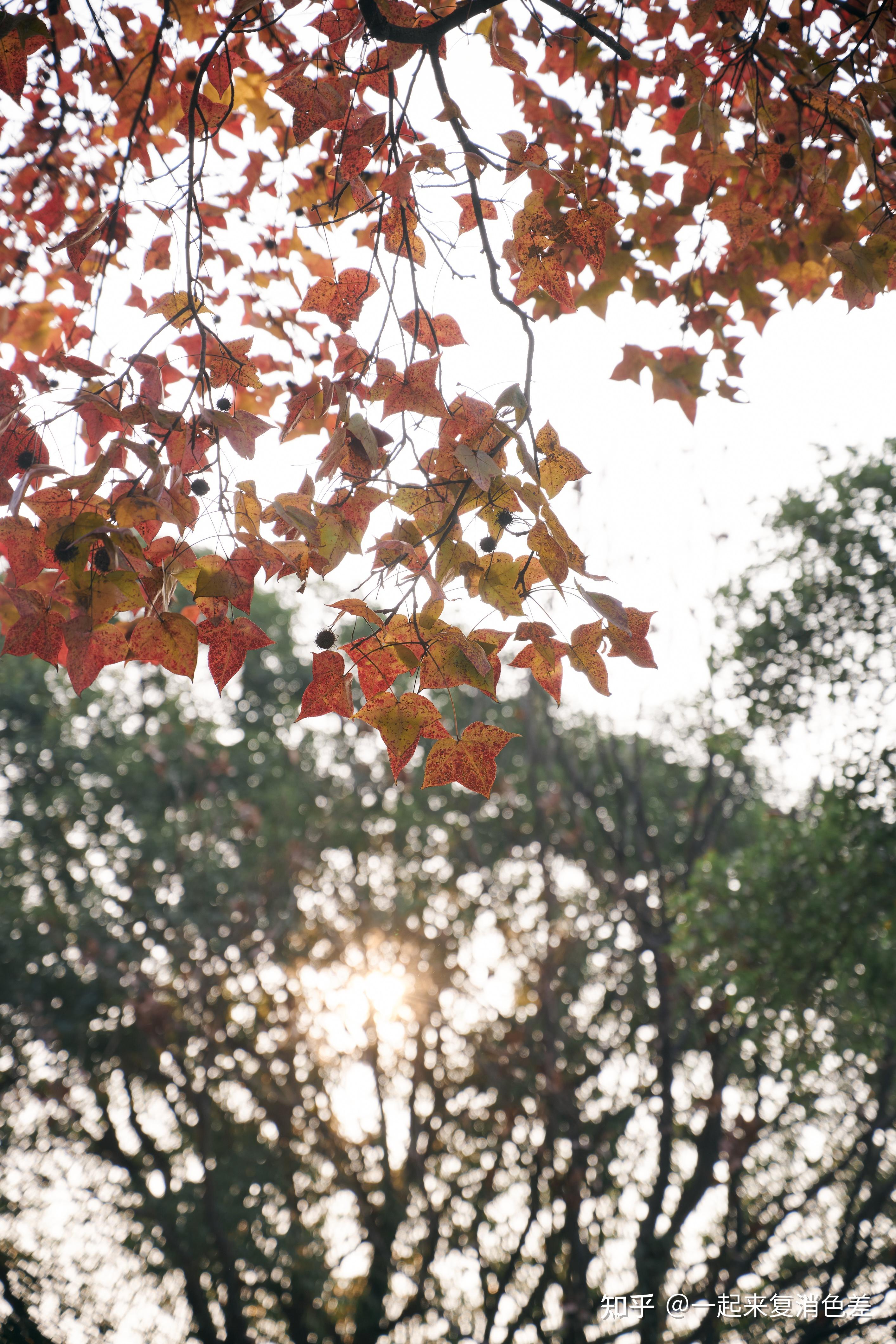 尼康Z6，一定一变选Z24-70 F4还是Z24-120 F4？ - 知乎