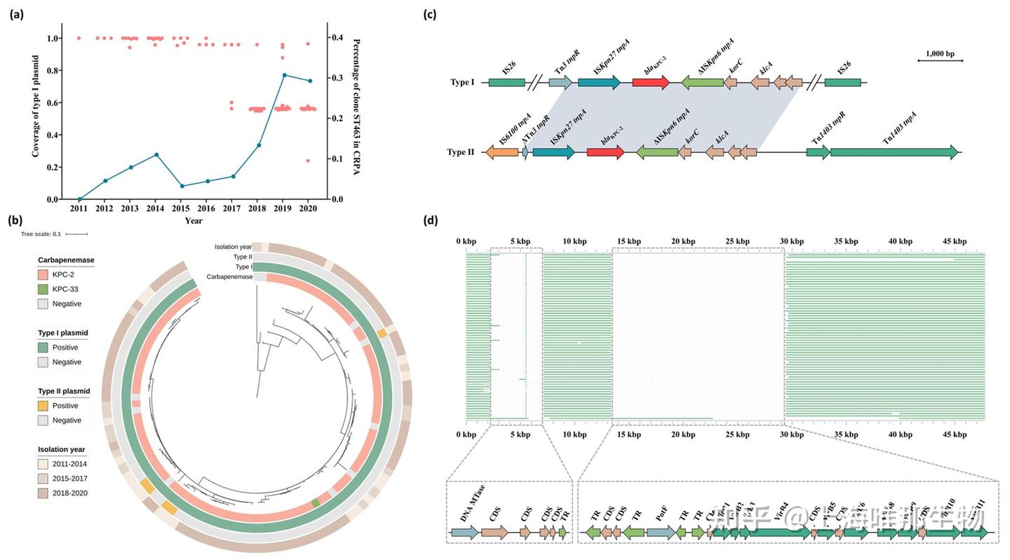 文献速览 | 国内ST463型KPC-PA的快速扩张及其相关质粒的进化历程 - 知乎