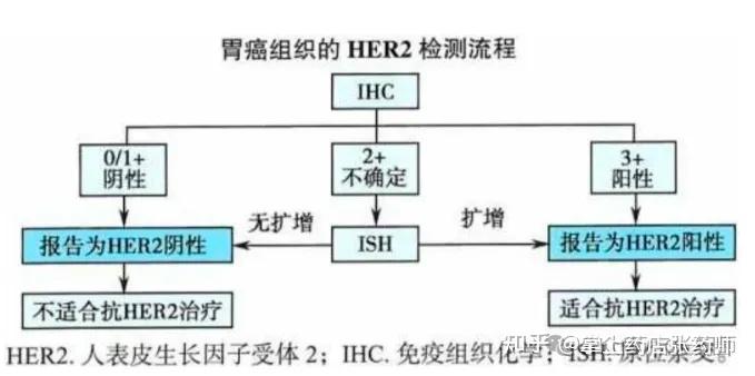 什么是HER2基因？变异形式？HER2在不同肿瘤中的表达如何？不同HER2 变异、不同瘤种 HER2检测有哪些方法？如何判定？ - 知乎