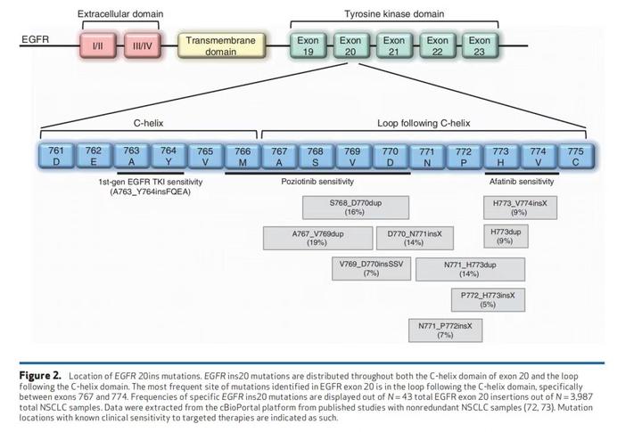 通俗易懂的EGFR 20号外显子插入突变如何治疗？一文全解！ - 知乎