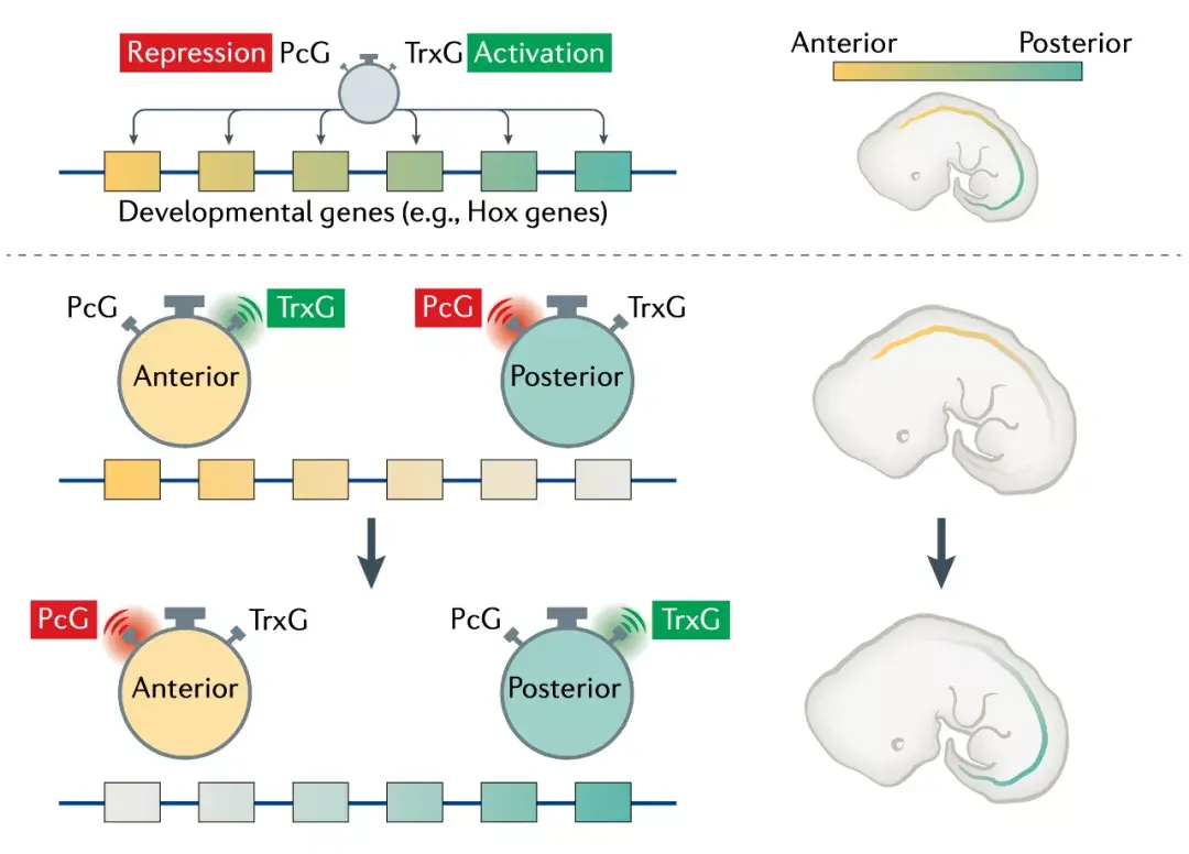 Nat Rev |PcG基因家族在发育和癌症中的作用 - 知乎