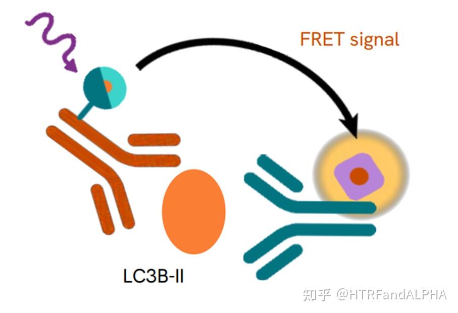 还在为WB检测LC3条带变幻无常而烦恼吗？细胞自噬靶点LC3B-II特异性检测-享受均相检测的自在！ - 知乎