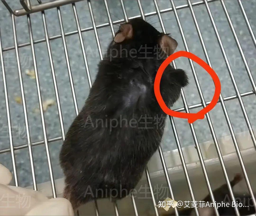 干货|最常见的实验鼠品系 —C57BL/6老龄鼠，这些你都知道吗↓ - 知乎