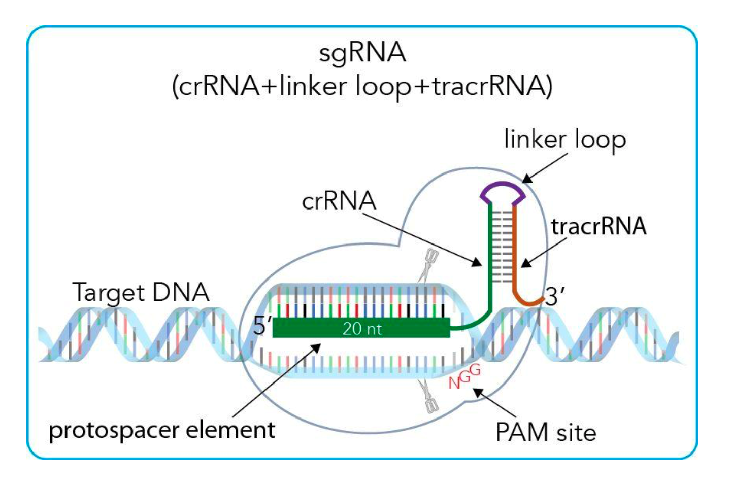 CRISPR 到底是一种怎样的技术？ - 知乎