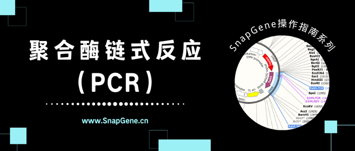 SnapGene操作指南 | 聚合酶链式反应(PCR) - 知乎