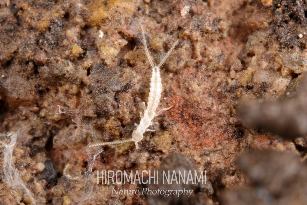 为什么昆虫在幼虫阶段大多是白白胖胖的白色或者绿色身体，成虫阶段则多是黑色黄色？ - 知乎