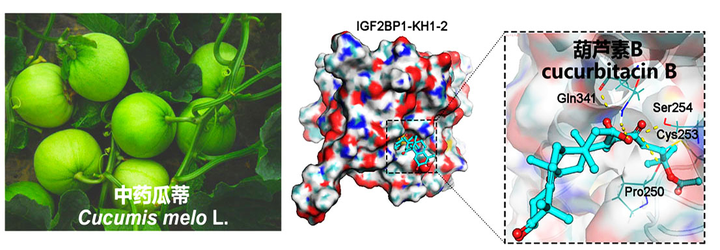 SPR与ITC分子互作技术助力揭示葫芦素B抗肿瘤作用靶点 - 知乎