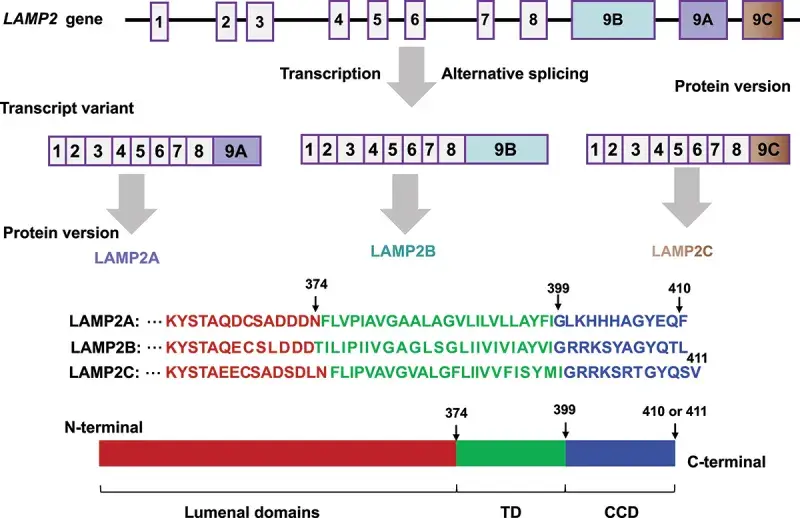 【Biorbyt科研专题】LAMP2A：伴侣介导自噬（CMA）的核心调控因子 - 知乎