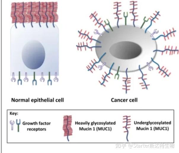 MUC1（Mucin1)/CD227与肿瘤治疗 - 知乎