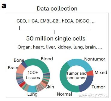 单细胞组学大模型（5）--- scFoundation，1亿参数量，非对称encoder-decoder - 知乎