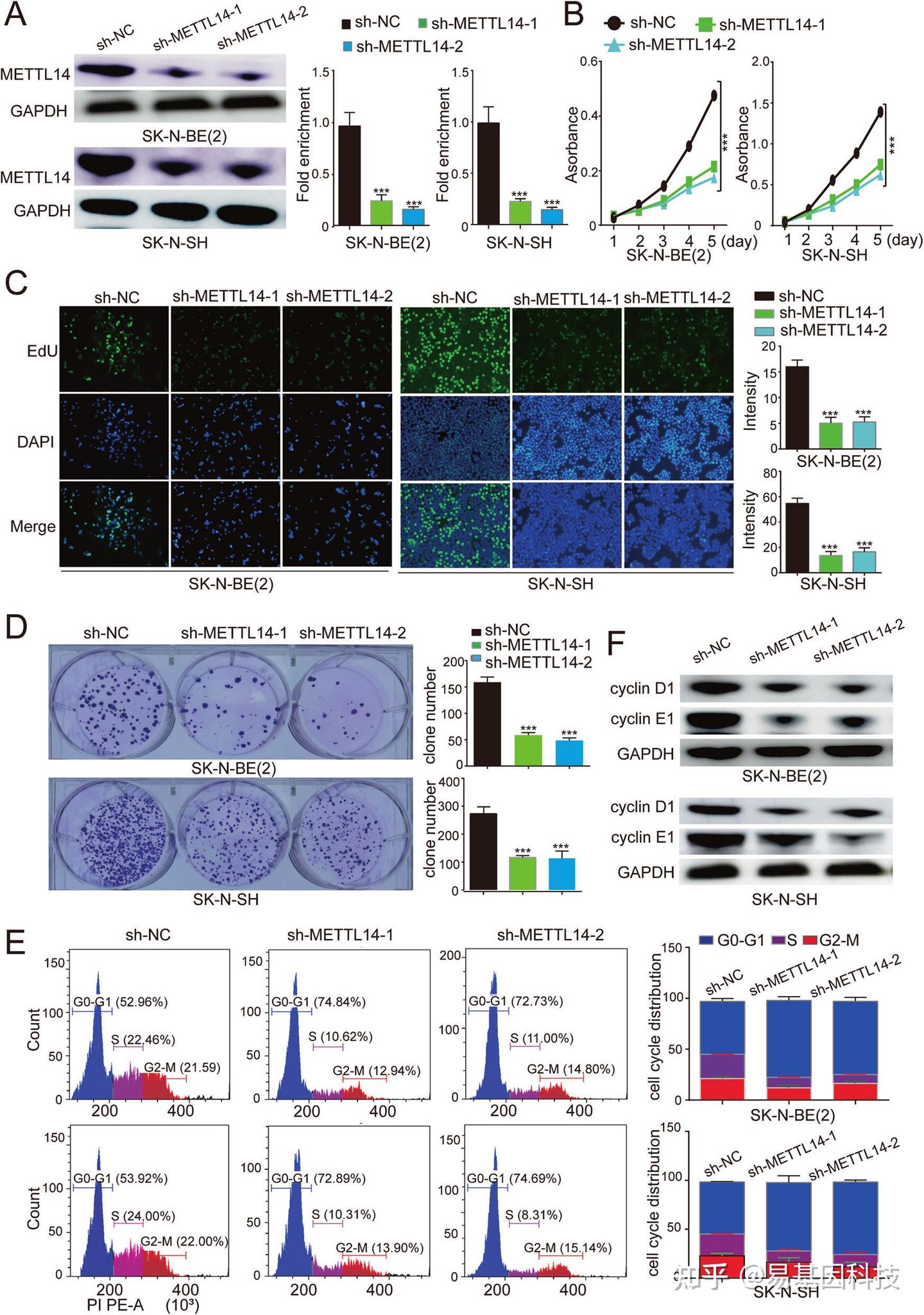RNA m6A甲基转移酶METTL14在儿童肿瘤进展中的作用研究 - 知乎