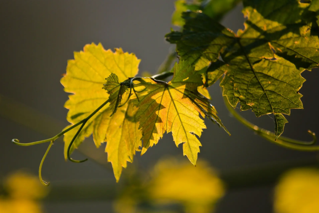 vue+element封装一个填写和校验ip地址的组件 - 知乎