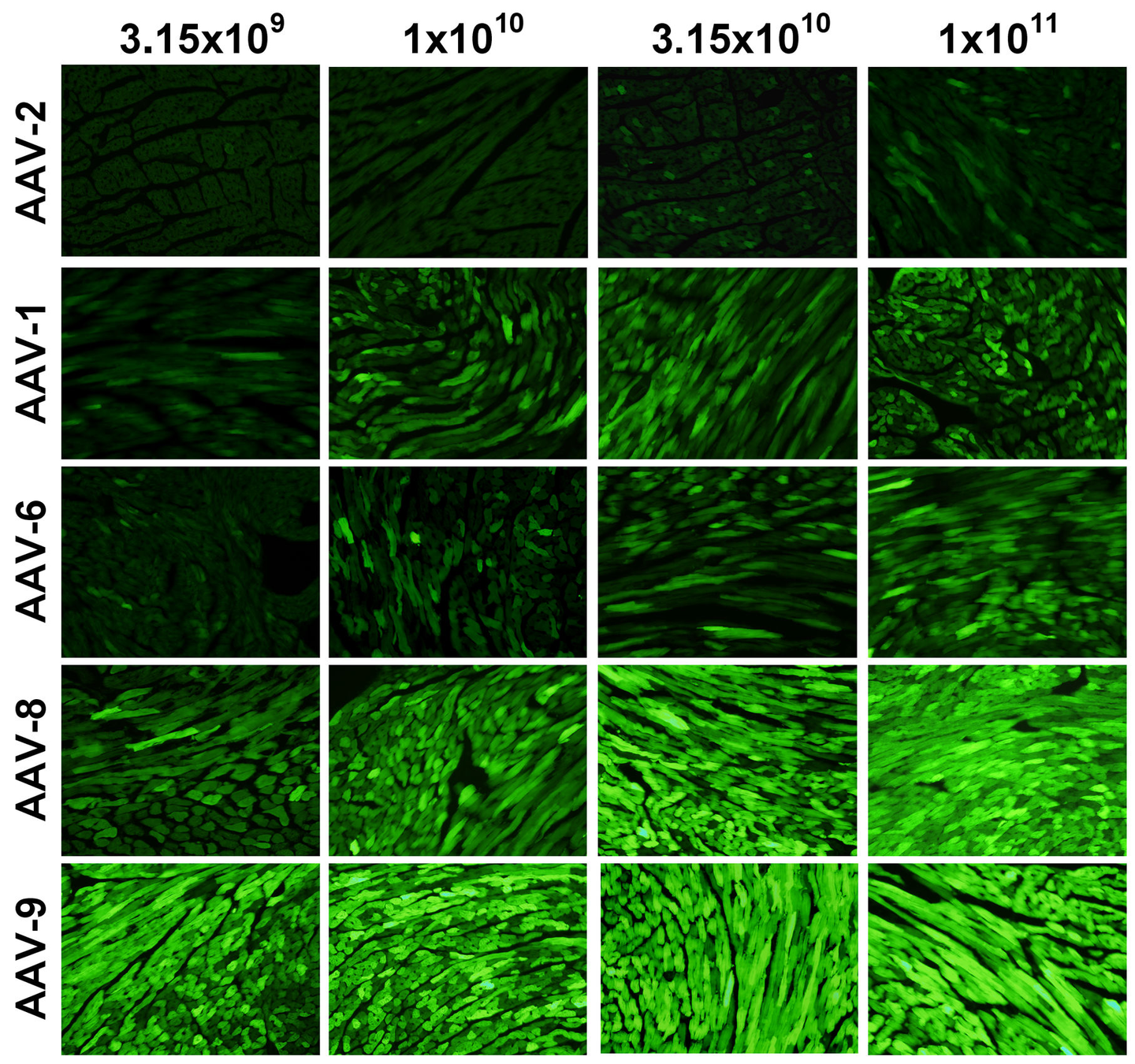 AAV/LV介导基因过表达 - 知乎