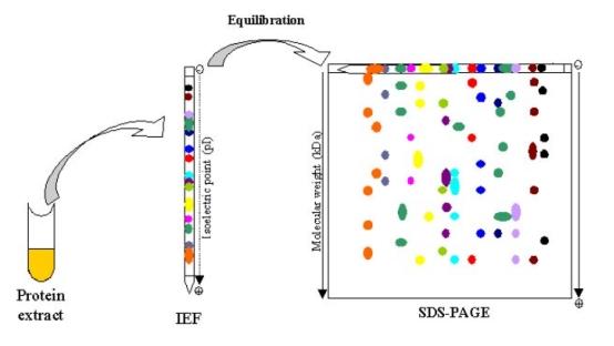 二维凝胶电泳 (2-DE) - 知乎