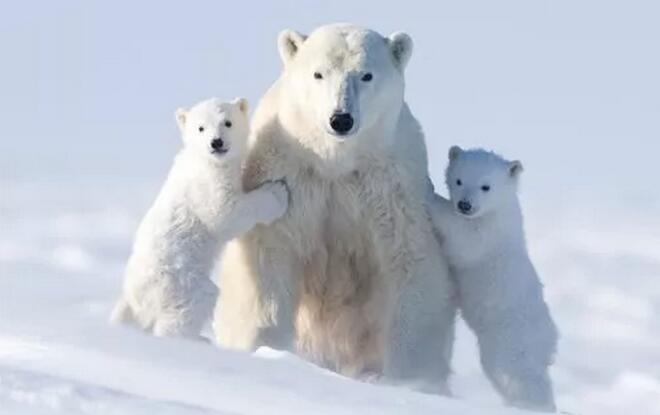 把北极熊送到南极去会怎样？ - 知乎