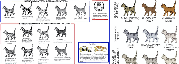 史上最全猫咪颜&花纹对照表，耐着性子读完秒杀90%繁育人——虎斑（二） - 知乎